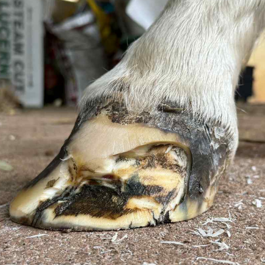 White Line Disease in Horses Hooves – The Hoof Co