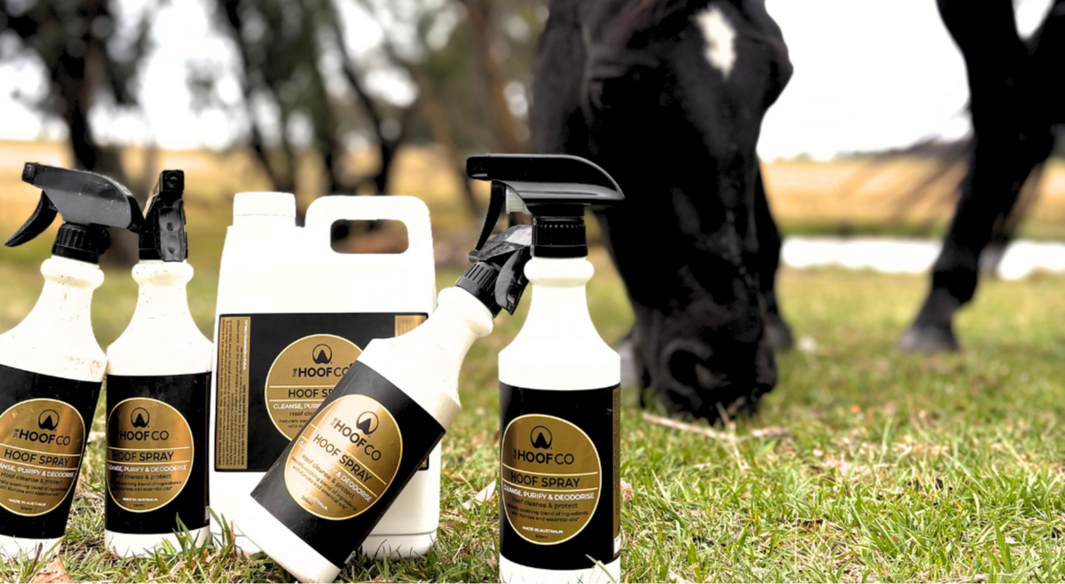 Hoof Care Solutions. Got a Hoof Problem? We've got you. – The Hoof Co