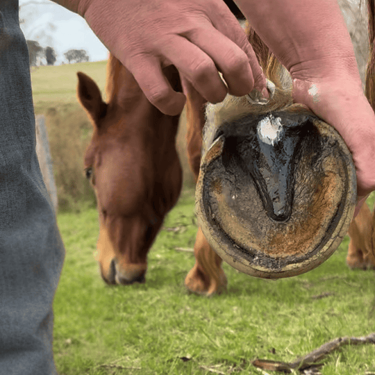 Hoof Pack Clay & Hoof Mate® Combo Pack | The Hoof Co