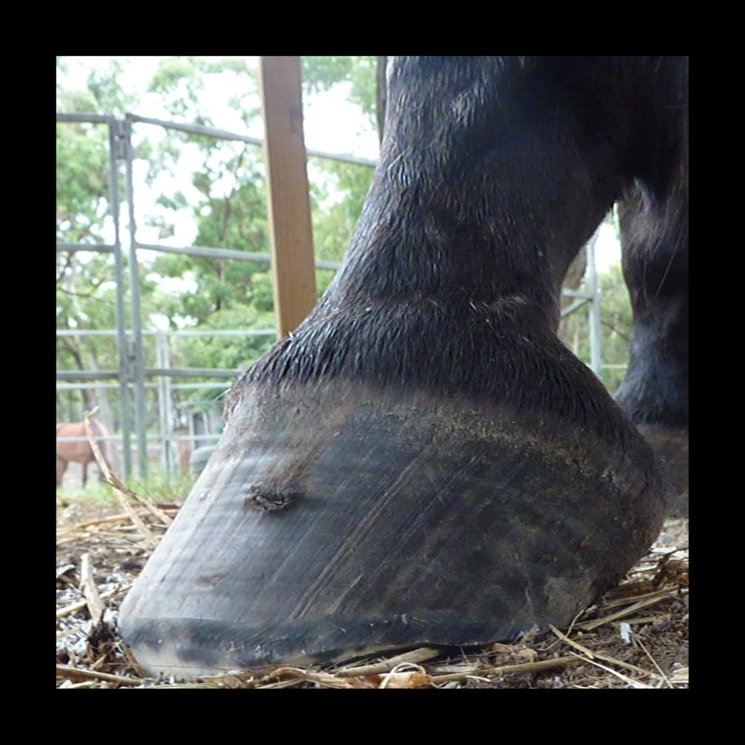 Hoof Care Solutions. Got a Hoof Problem? We've got you. – The Hoof Co