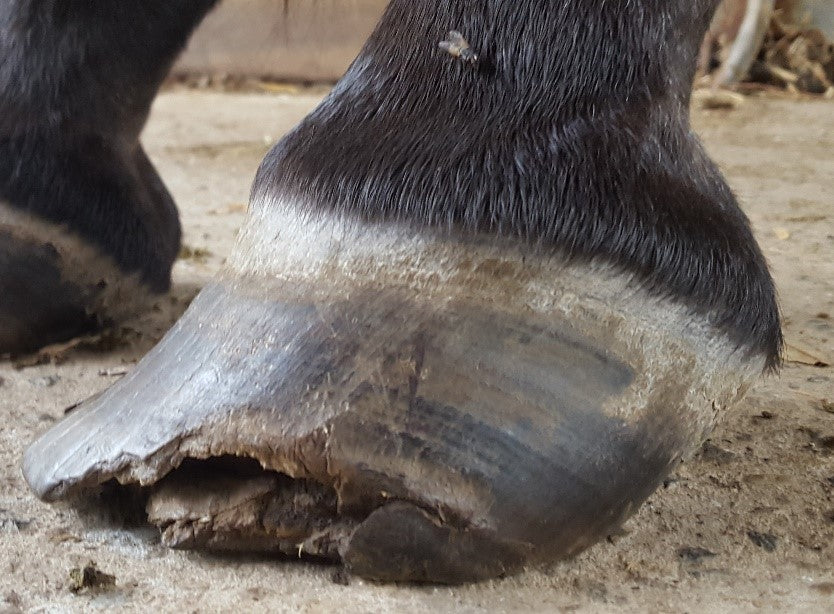 Hoof Care Solutions. Got a Hoof Problem? We've got you. – The Hoof Co