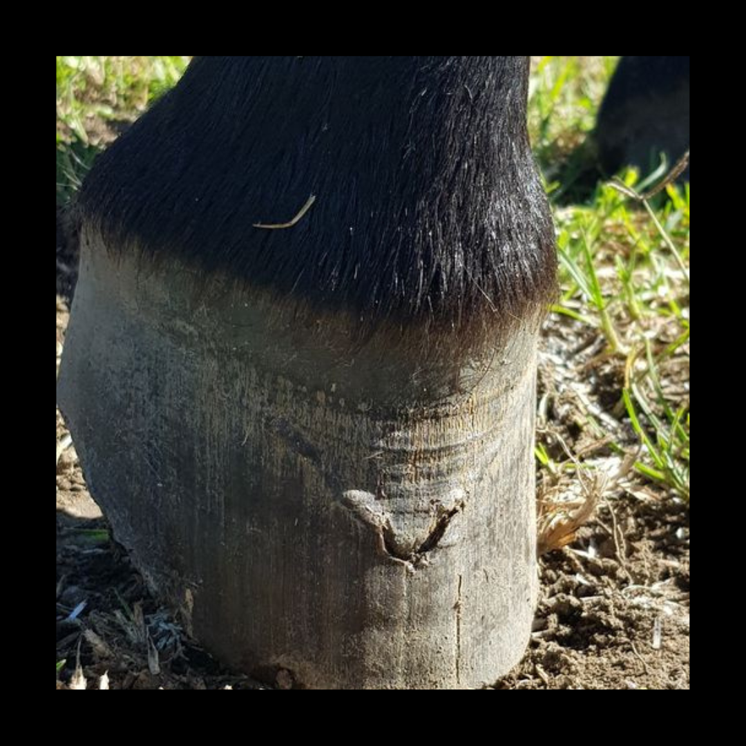 Hoof Care Solutions. Got a Hoof Problem? We've got you. – The Hoof Co