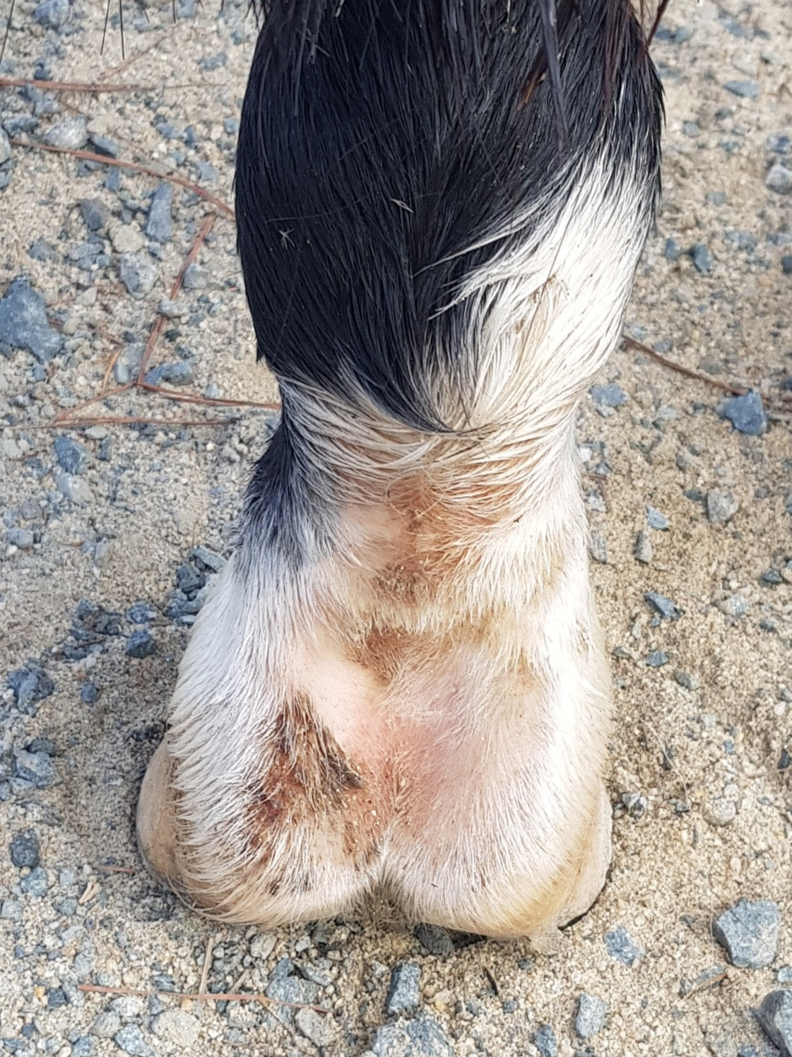 Premium Hoof Care Products for Horses | The Hoof Co