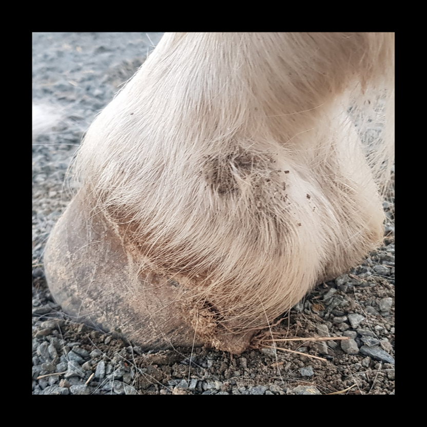 Hoof Care Solutions. Got a Hoof Problem? We've got you. – The Hoof Co