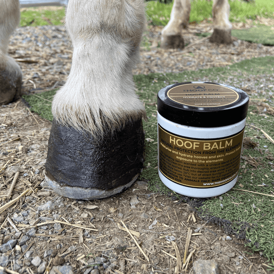 Hoof Balm 250g Natural Conditioning Balm | The Hoof Co