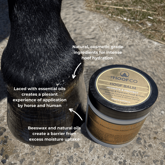 Hoof Balm – The Hoof Co