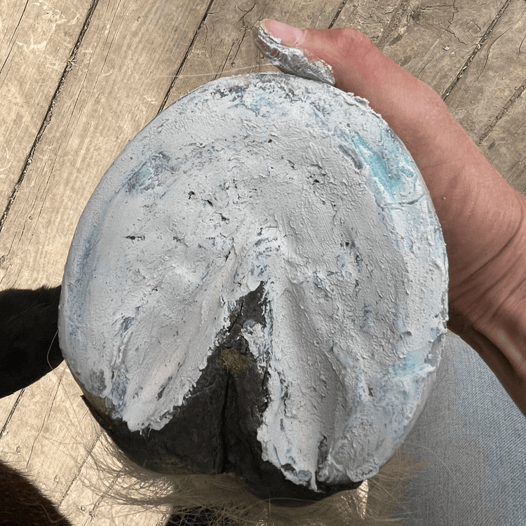 Hoof Pack Clay For Frog Grooves and Sole | The Hoof Co