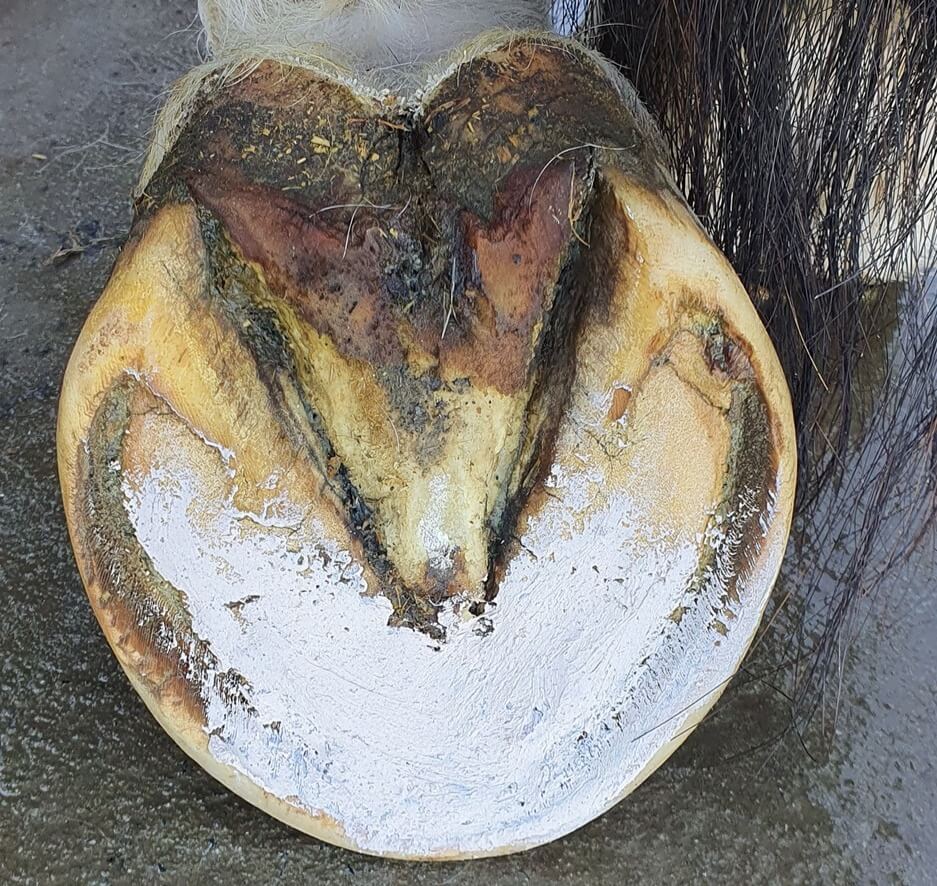 Hoof Pack – The Hoof Co