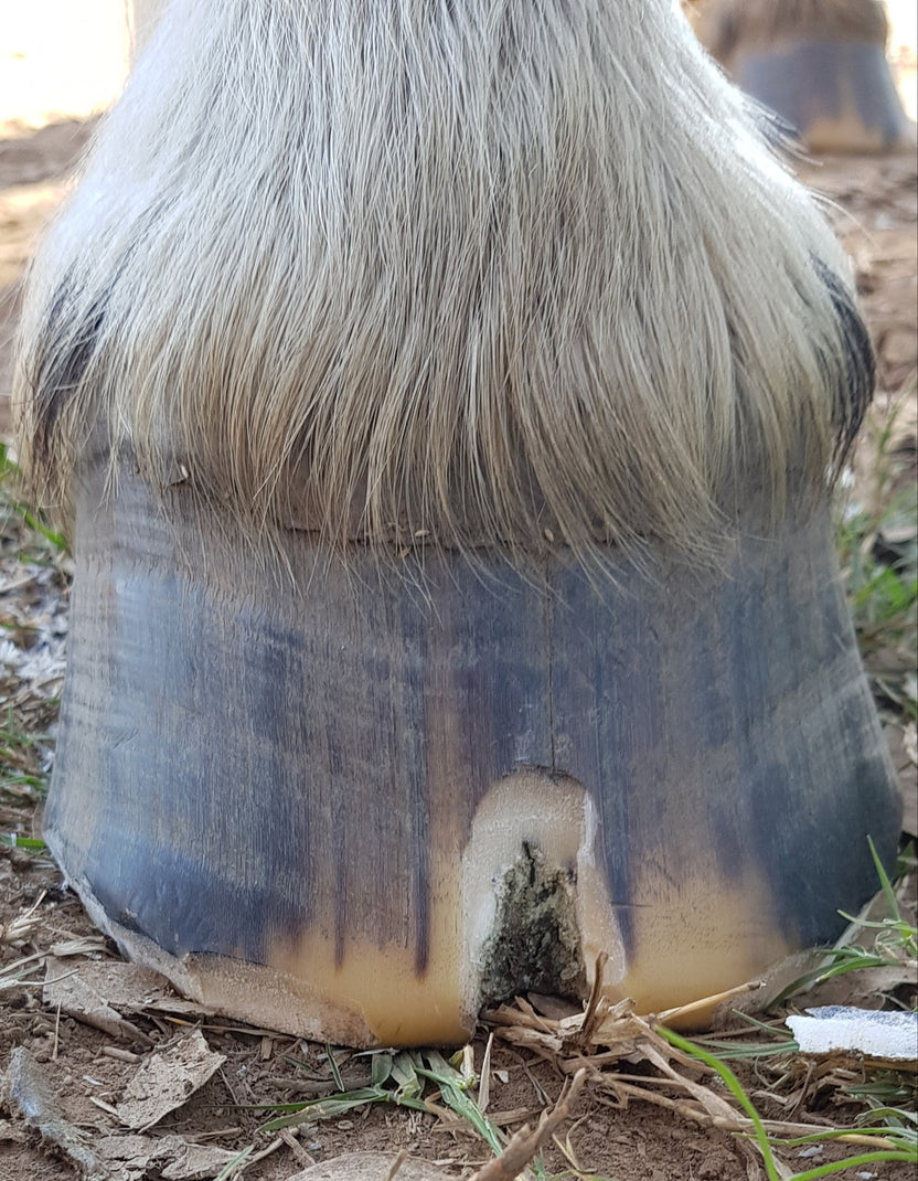 Hoof Care Solutions. Got a Hoof Problem? We've got you. – The Hoof Co