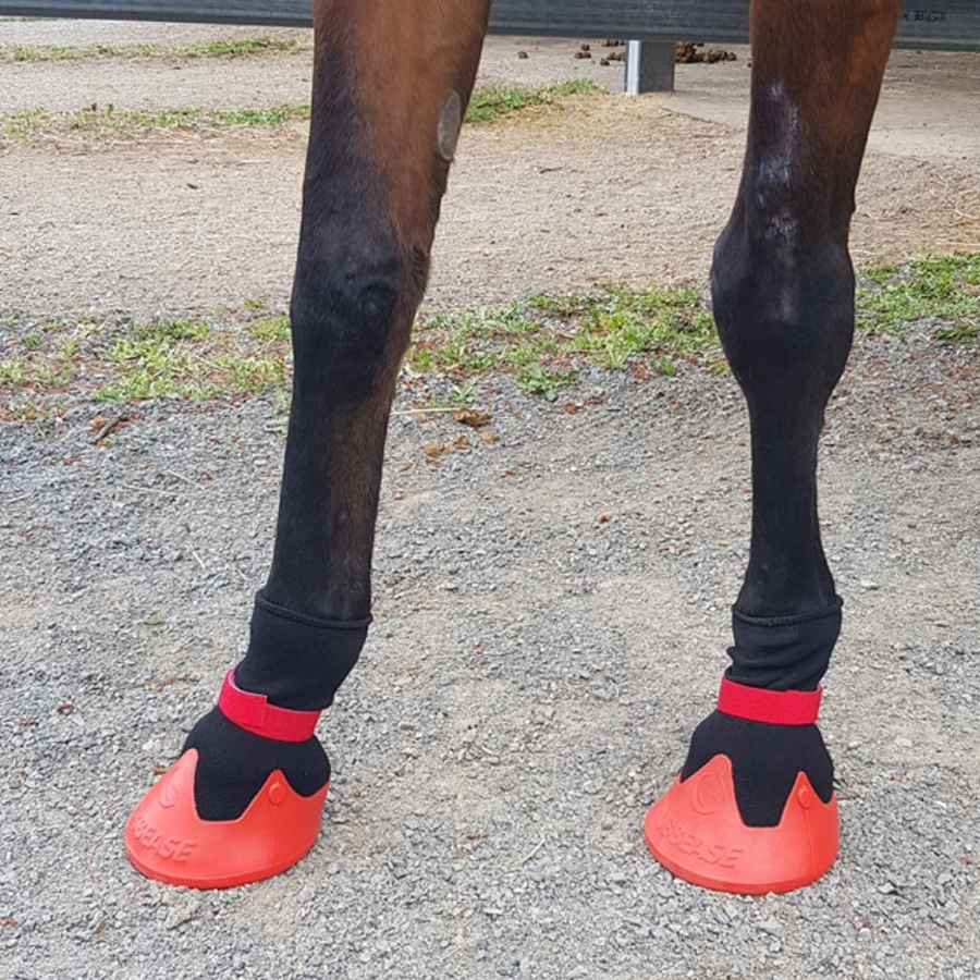Hoof Soaking for Horses: How & When to Do It – The Hoof Co