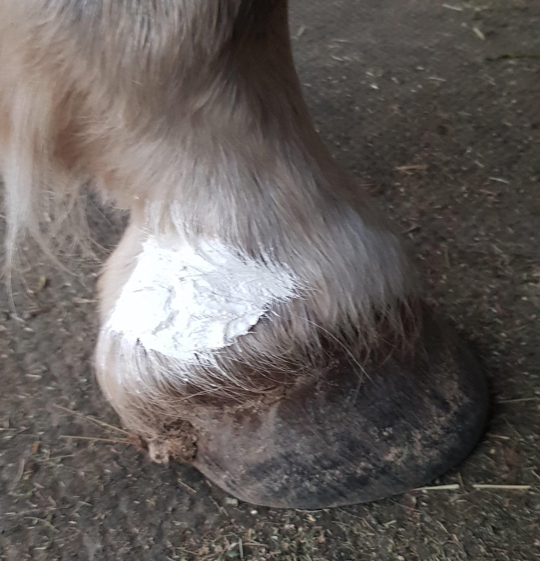 Zinc Putty - Smooth Skin & UV filter – The Hoof Co