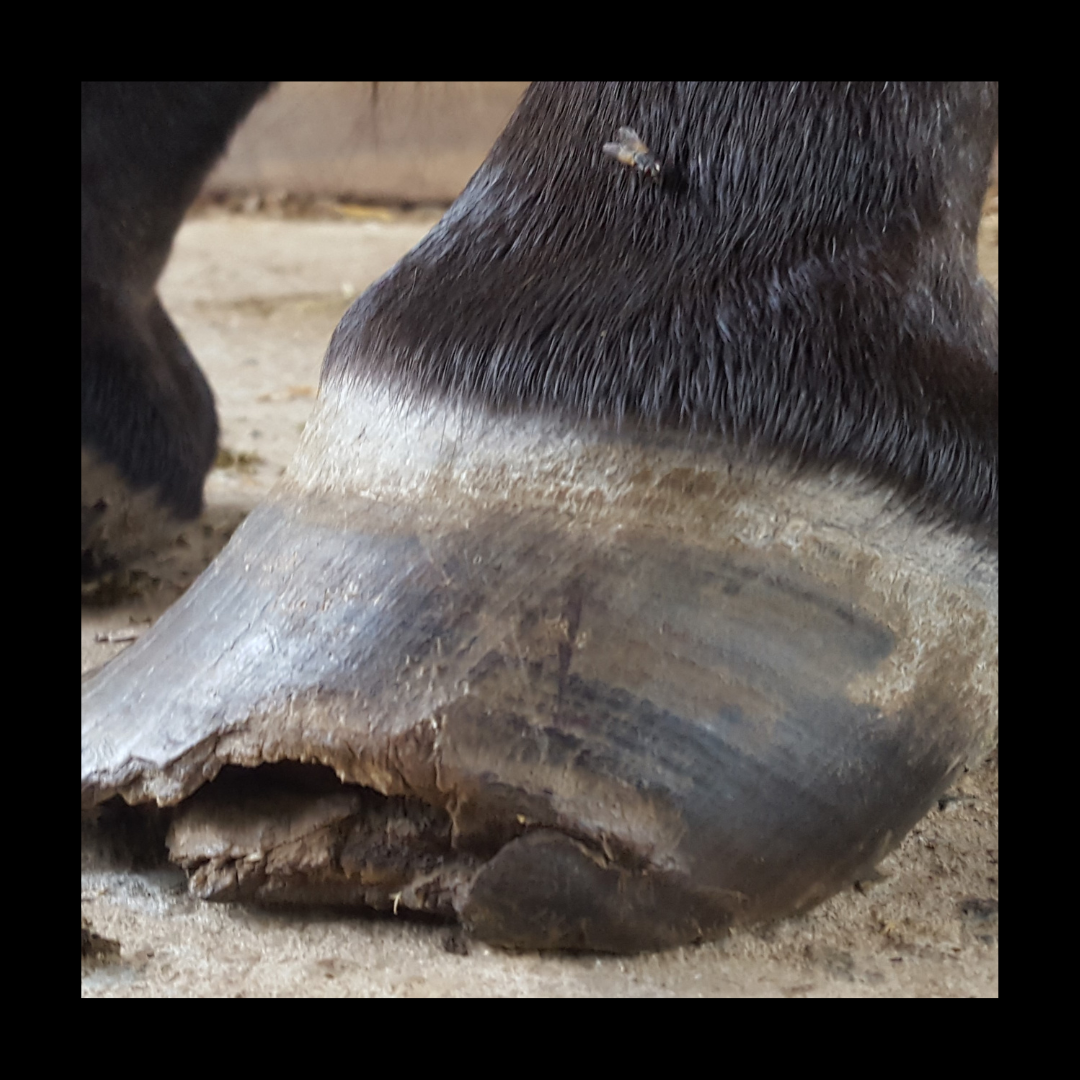 Hoof Care Solutions. Got a Hoof Problem? We've got you. – The Hoof Co